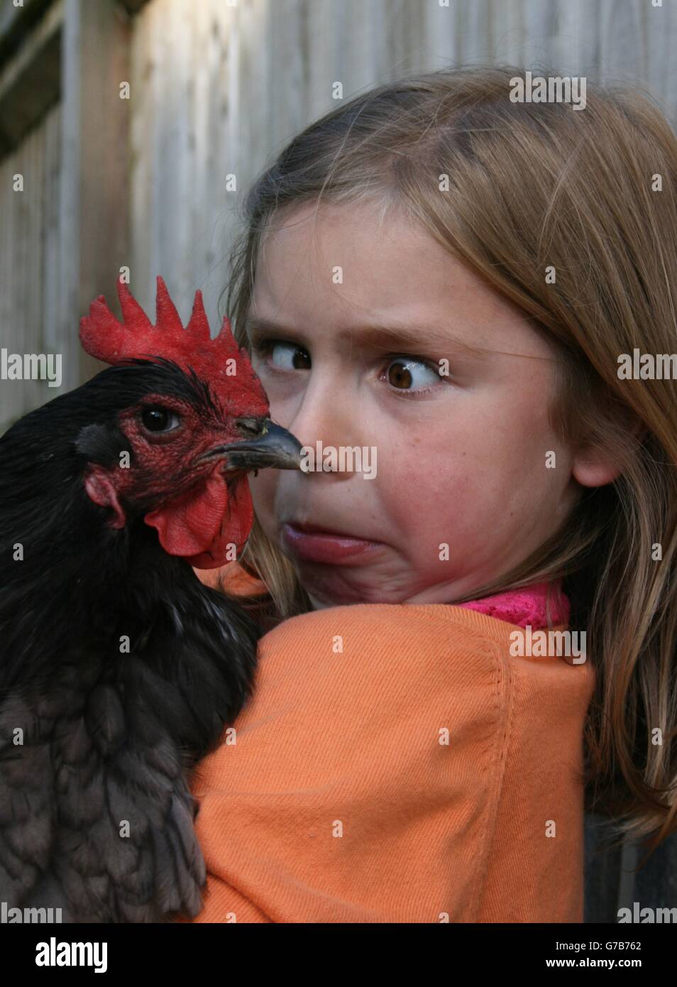Funny chicken -Fotos und -Bildmaterial in hoher Auflösung – Alamy