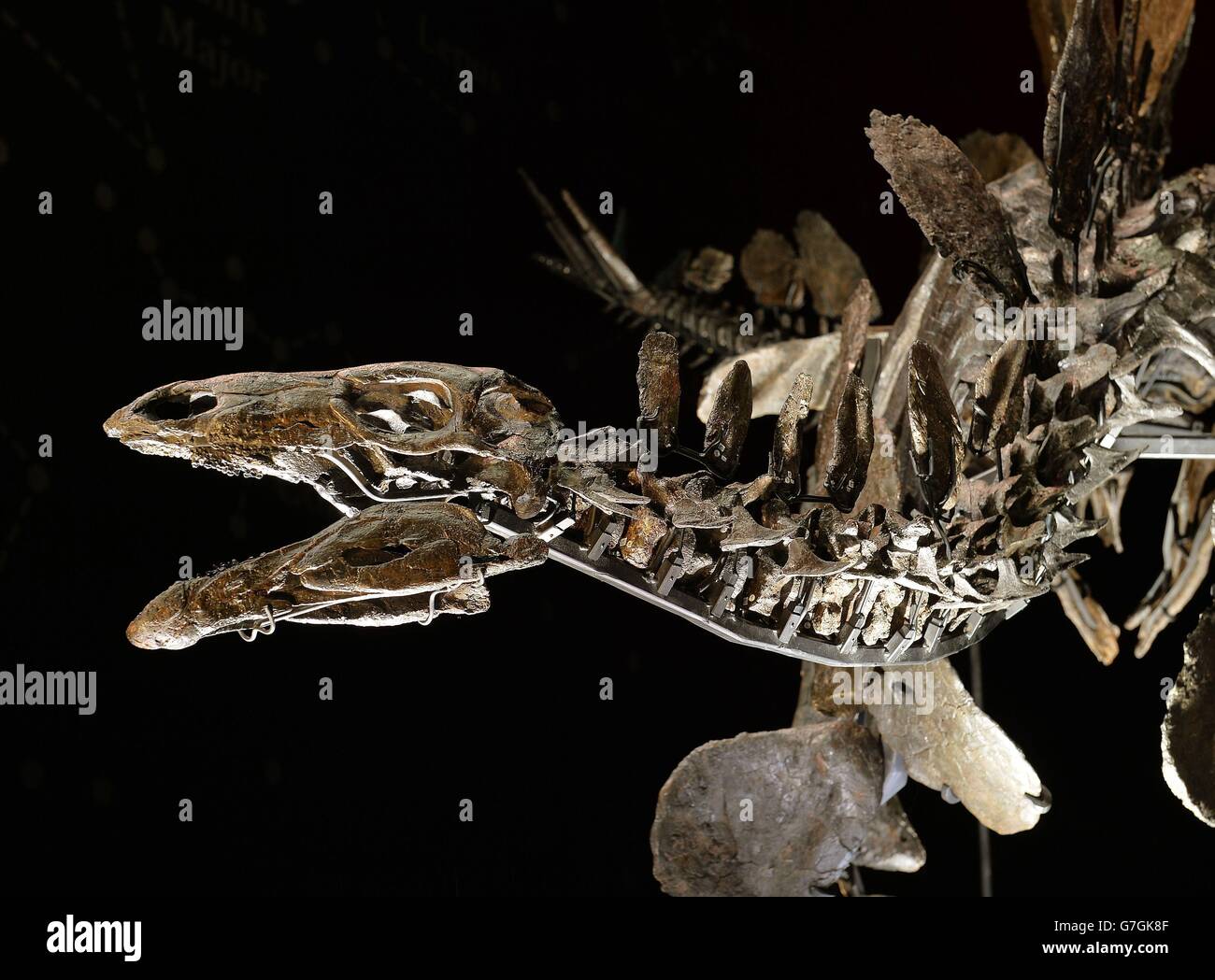 Stegosaurus fossil im naturkundemuseum -Fotos und -Bildmaterial in ...