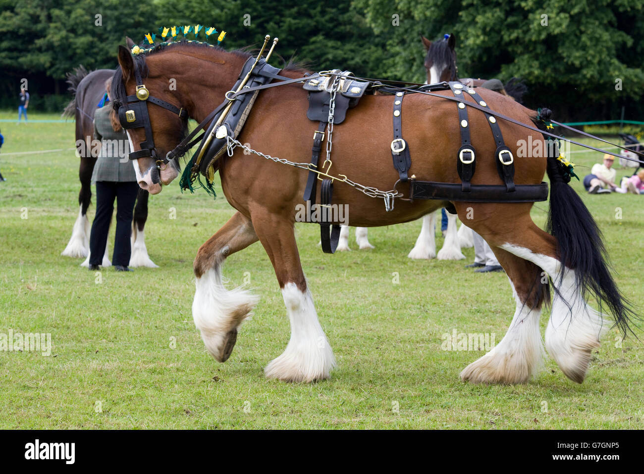 Equiden shire pferd -Fotos und -Bildmaterial in hoher Auflösung – Alamy