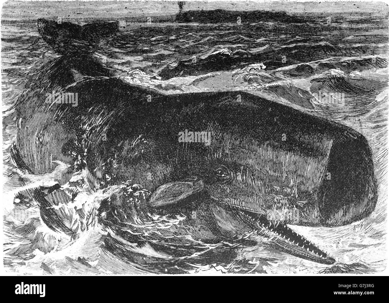Whale Etching Stockfotos und -bilder Kaufen - Alamy