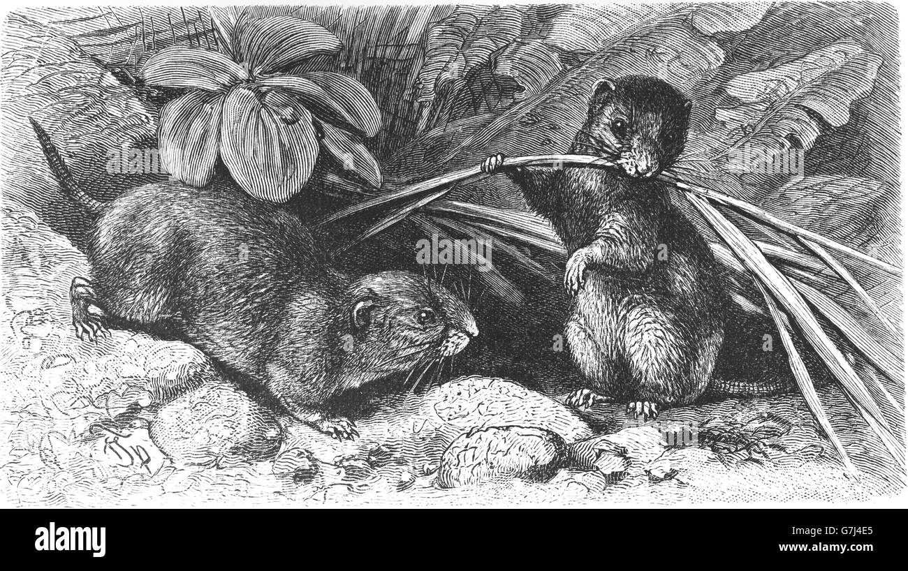 Vole microtus arvalis -Fotos und -Bildmaterial in hoher Auflösung ...