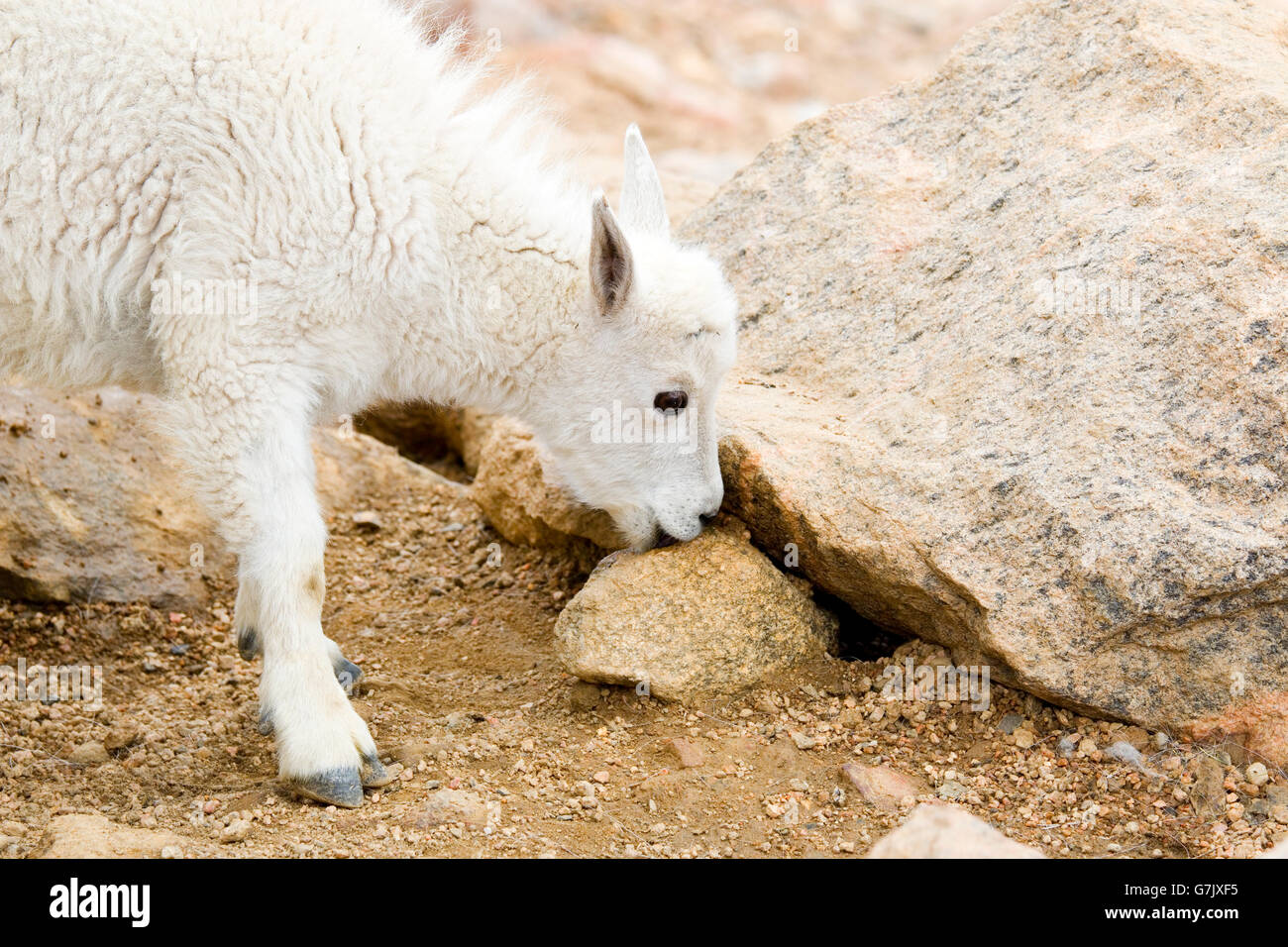 Baby mountain goat -Fotos und -Bildmaterial in hoher Auflösung – Alamy