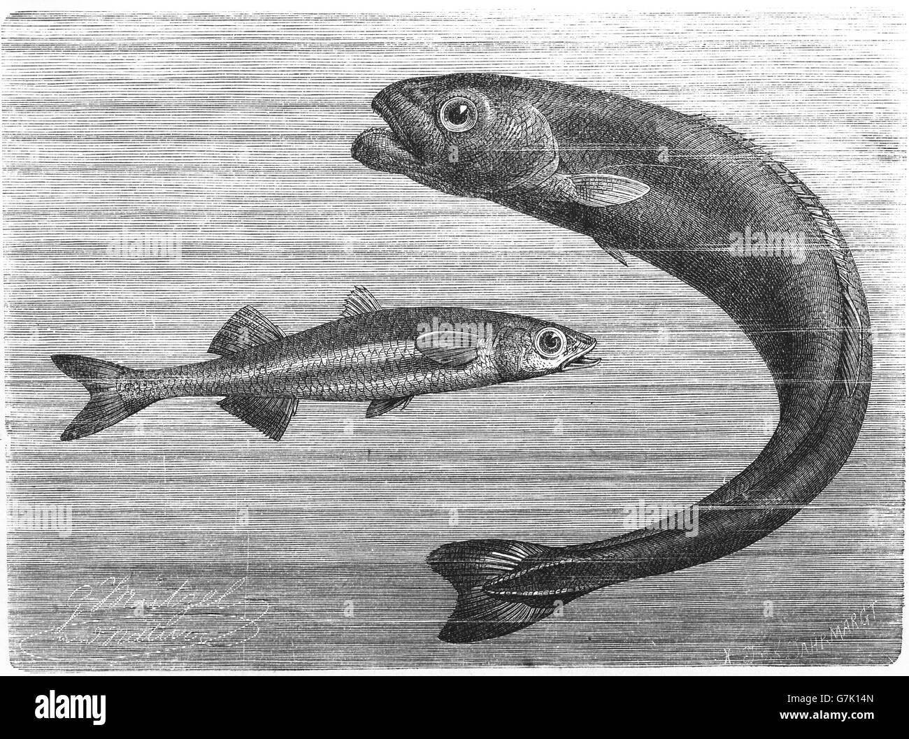 Tetragonus cuvieri -Fotos und -Bildmaterial in hoher Auflösung – Alamy