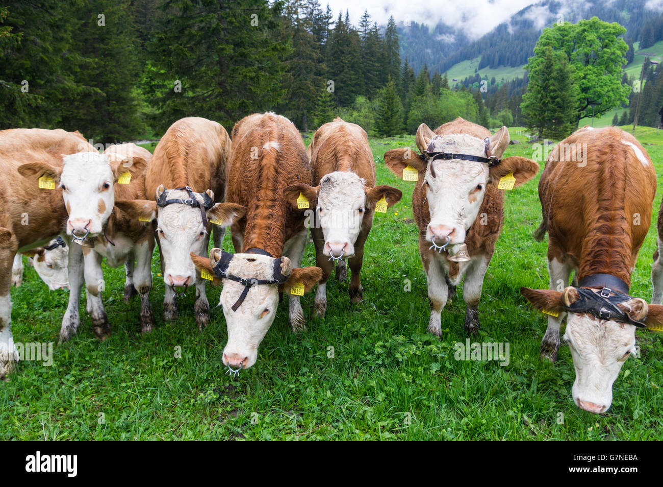 Junge Simmentaler Fleckvieh Rinder (Bos Taurus) mit Holz Horn führt für ...