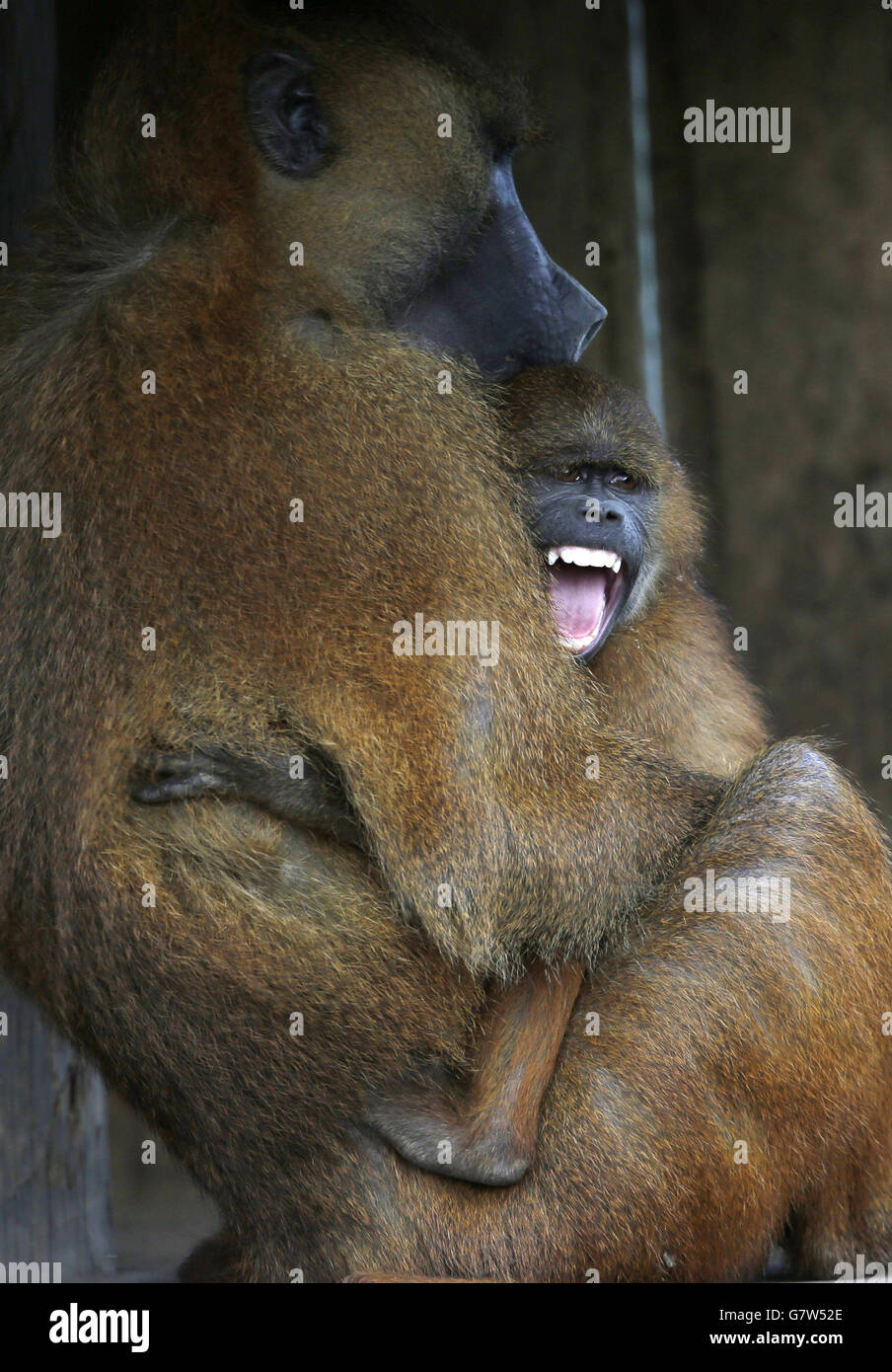 Paviane im yorkshire wildlife park -Fotos und -Bildmaterial in hoher ...
