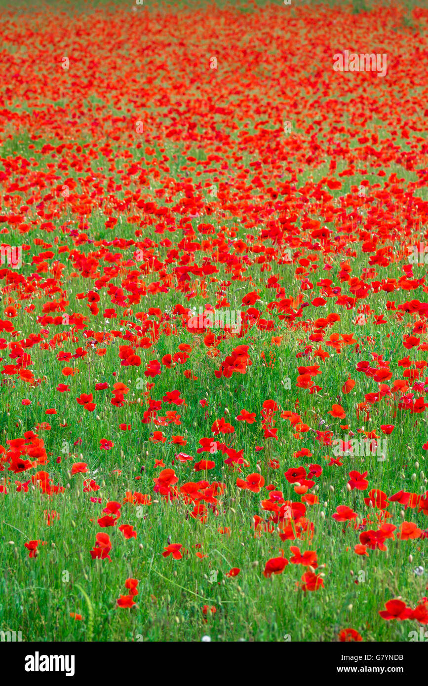Englisch mohnfeld -Fotos und -Bildmaterial in hoher Auflösung – Alamy
