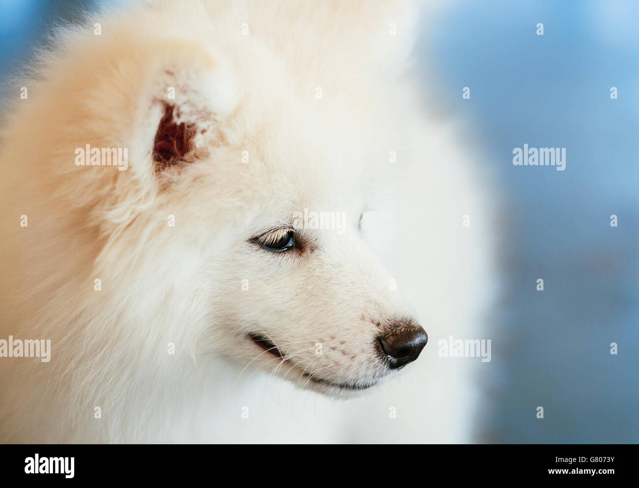 Samoyed hautnah -Fotos und -Bildmaterial in hoher Auflösung – Alamy