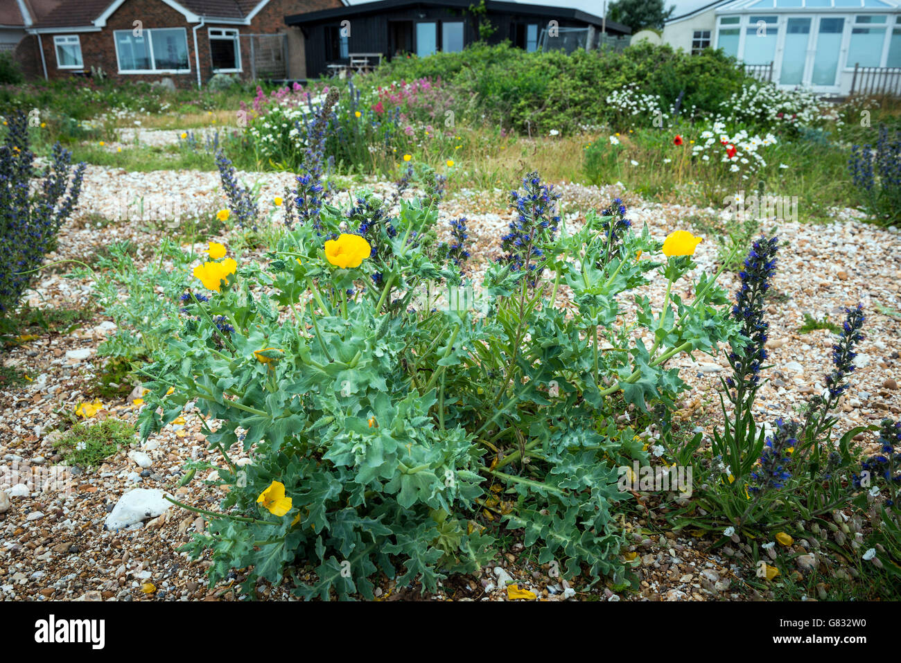 Blumen am strand -Fotos und -Bildmaterial in hoher Auflösung – Alamy