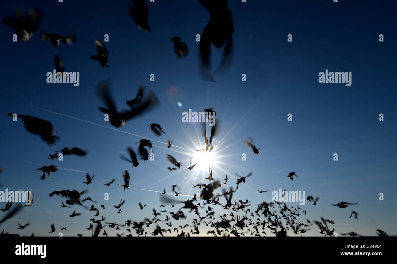 Tauben im rennen -Fotos und -Bildmaterial in hoher Auflösung – Alamy