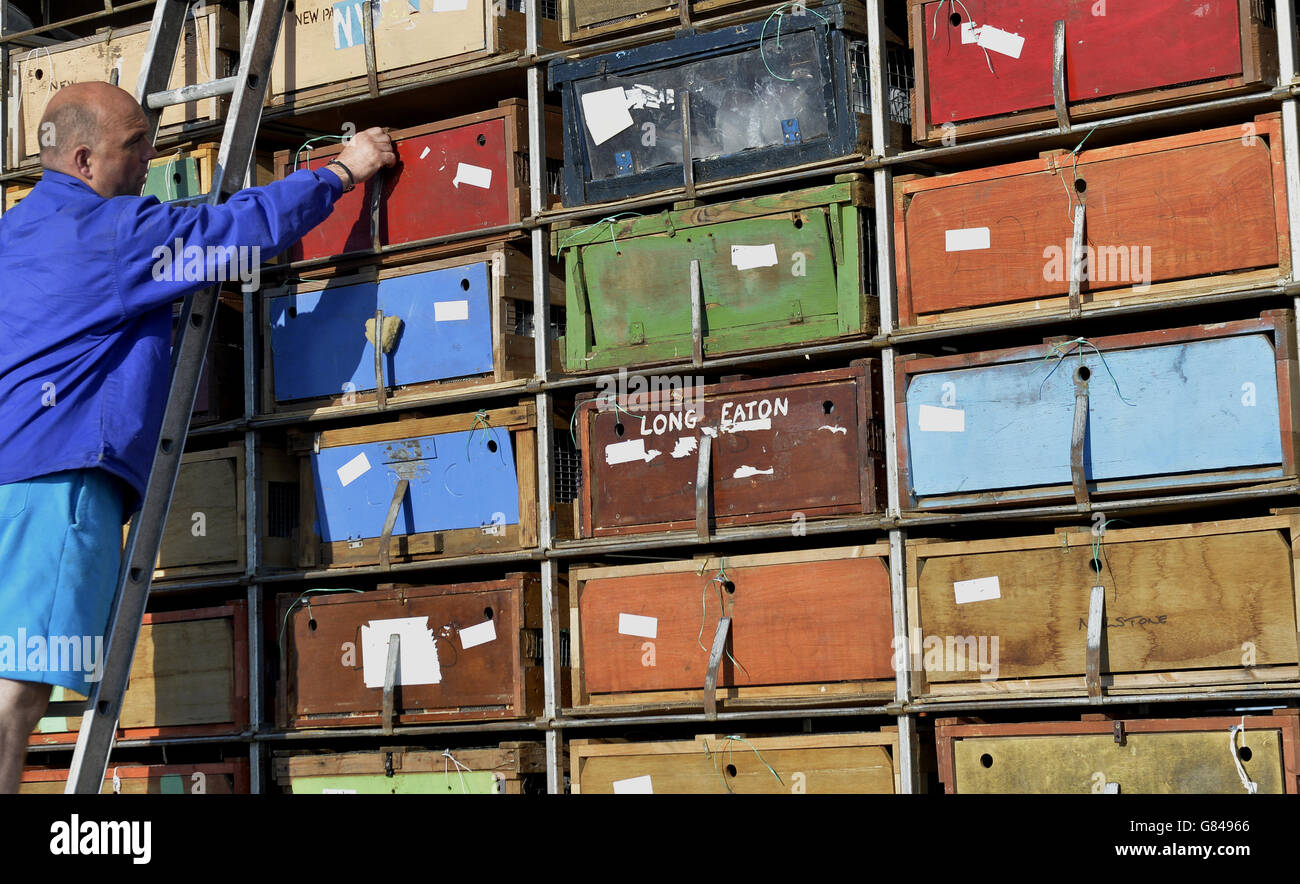 Tauben im rennen -Fotos und -Bildmaterial in hoher Auflösung – Alamy