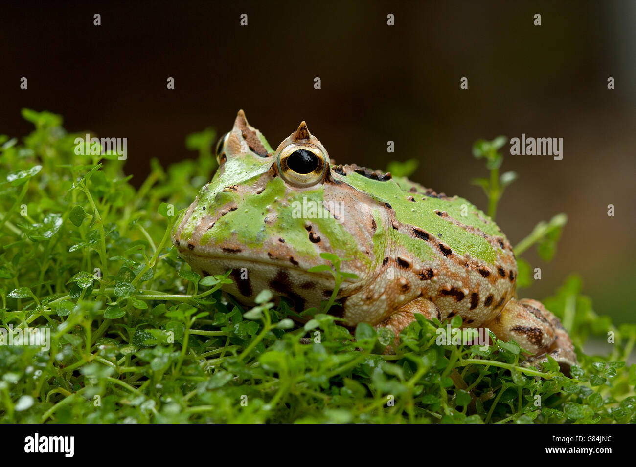 Pacman frosch -Fotos und -Bildmaterial in hoher Auflösung – Alamy