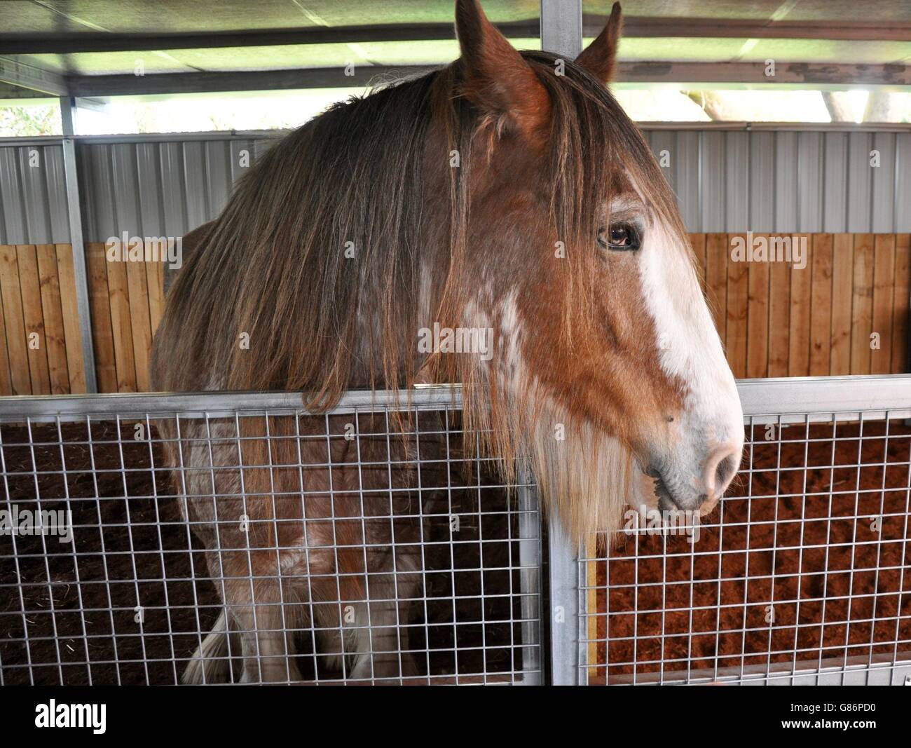 Pferd stehend mit Kopf im Profil in Outdoor-Stall mit braunem Fell und ...