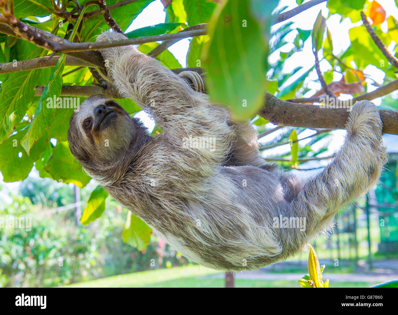Faultier Kletterbaum im Regenwald von Costa Rica Stockfotografie - Alamy