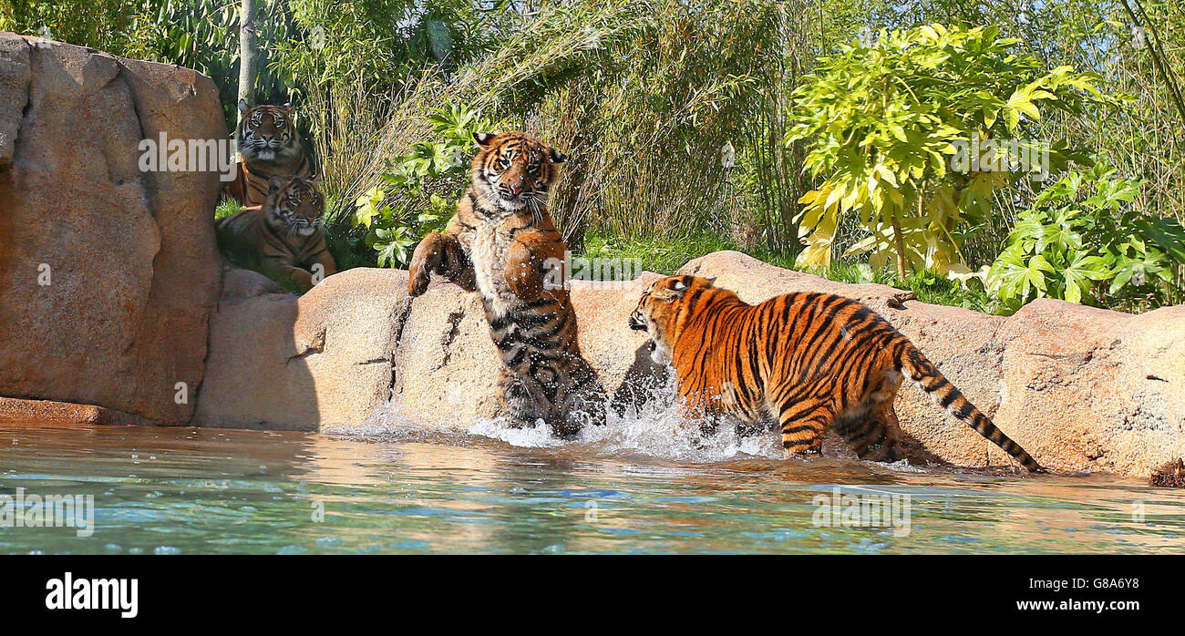 Zwei Sumatra-Tigerjungen spielen im Wasser in ihrem neuen Gehege im ...