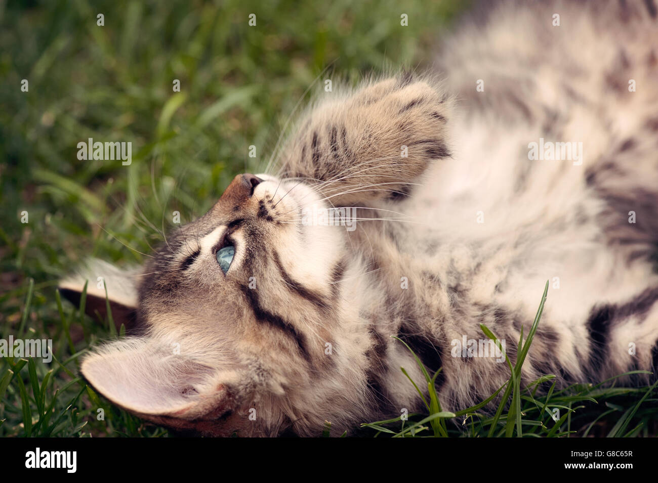 Katze liegend entspannen -Fotos und -Bildmaterial in hoher Auflösung ...