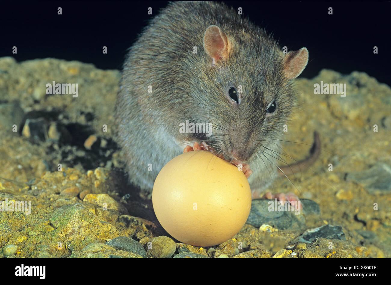 Braune Ratte Rattus Norvegicus Essen Hühner-Ei in Geflügelfarm ...