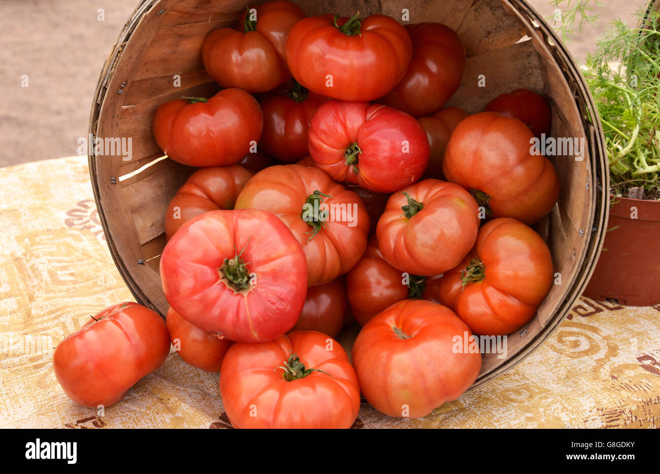 Lose tomaten -Fotos und -Bildmaterial in hoher Auflösung – Alamy