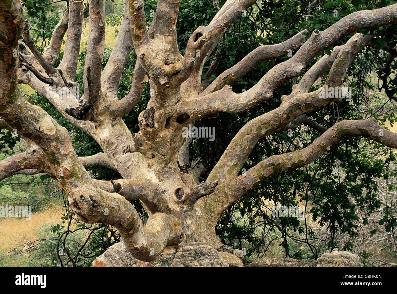 Growing trees africa -Fotos und -Bildmaterial in hoher Auflösung – Alamy
