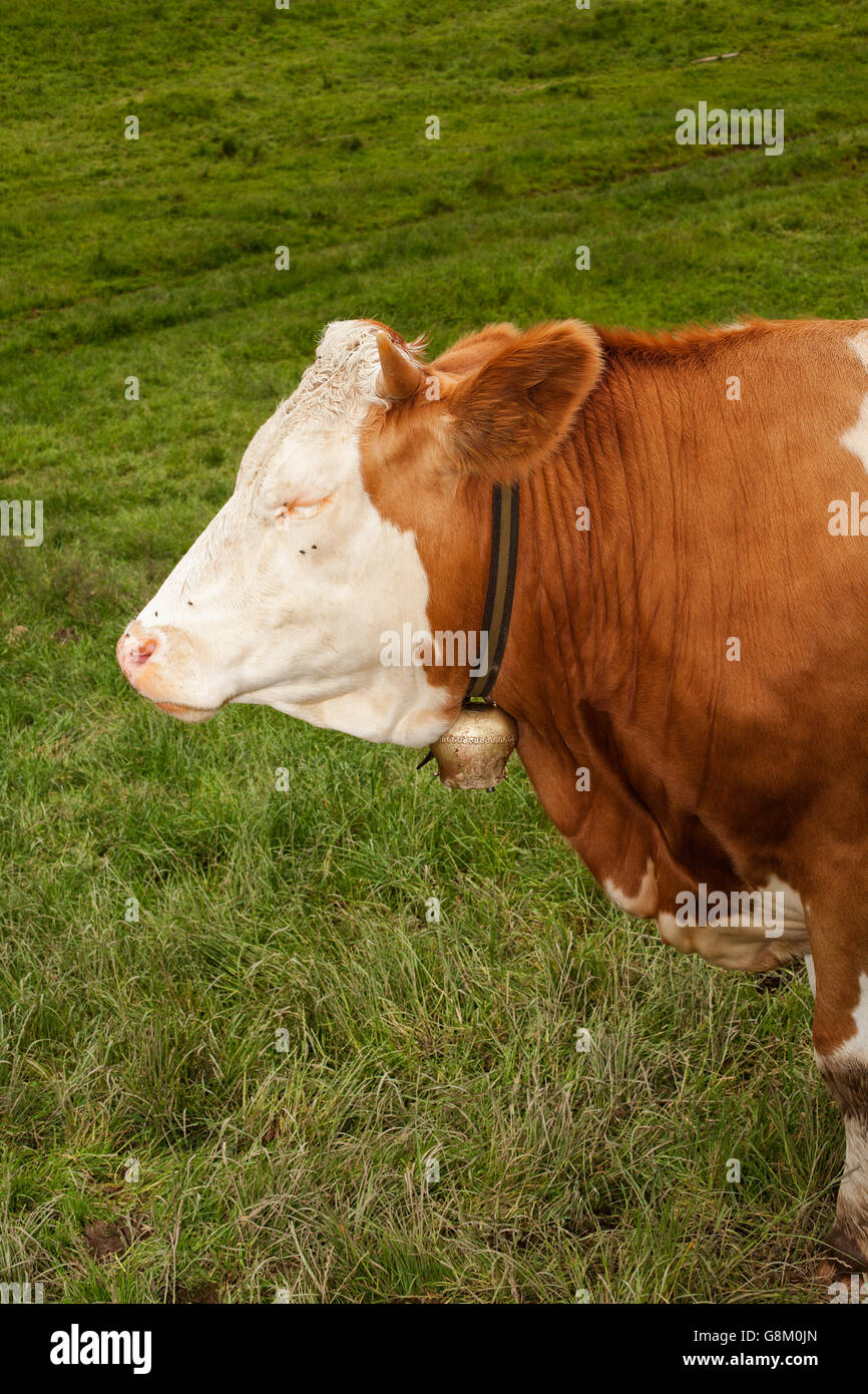 Junge simmental kuh -Fotos und -Bildmaterial in hoher Auflösung – Alamy
