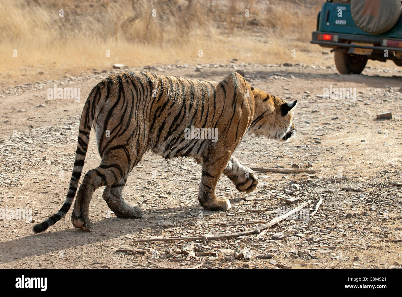 Das Bild der Tiger (Panthera Tigris) Machli stalking Beute, wurde ...