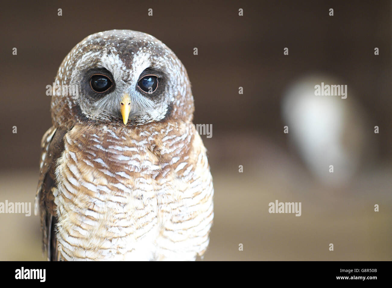 Eulen in england -Fotos und -Bildmaterial in hoher Auflösung – Alamy