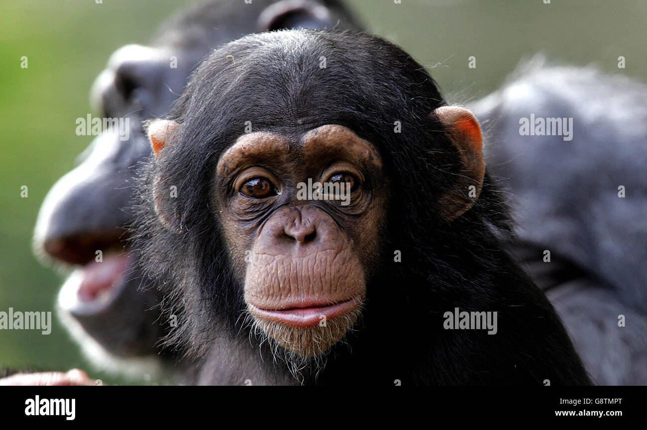 Baby schimpanse sitzt mit mutter mandy im zoo dublin -Fotos und ...