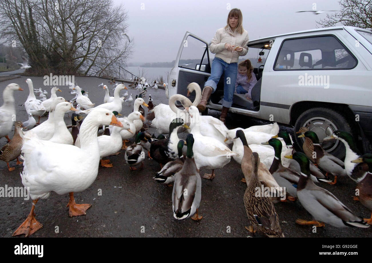 Vogelgrippe leeds -Fotos und -Bildmaterial in hoher Auflösung – Alamy