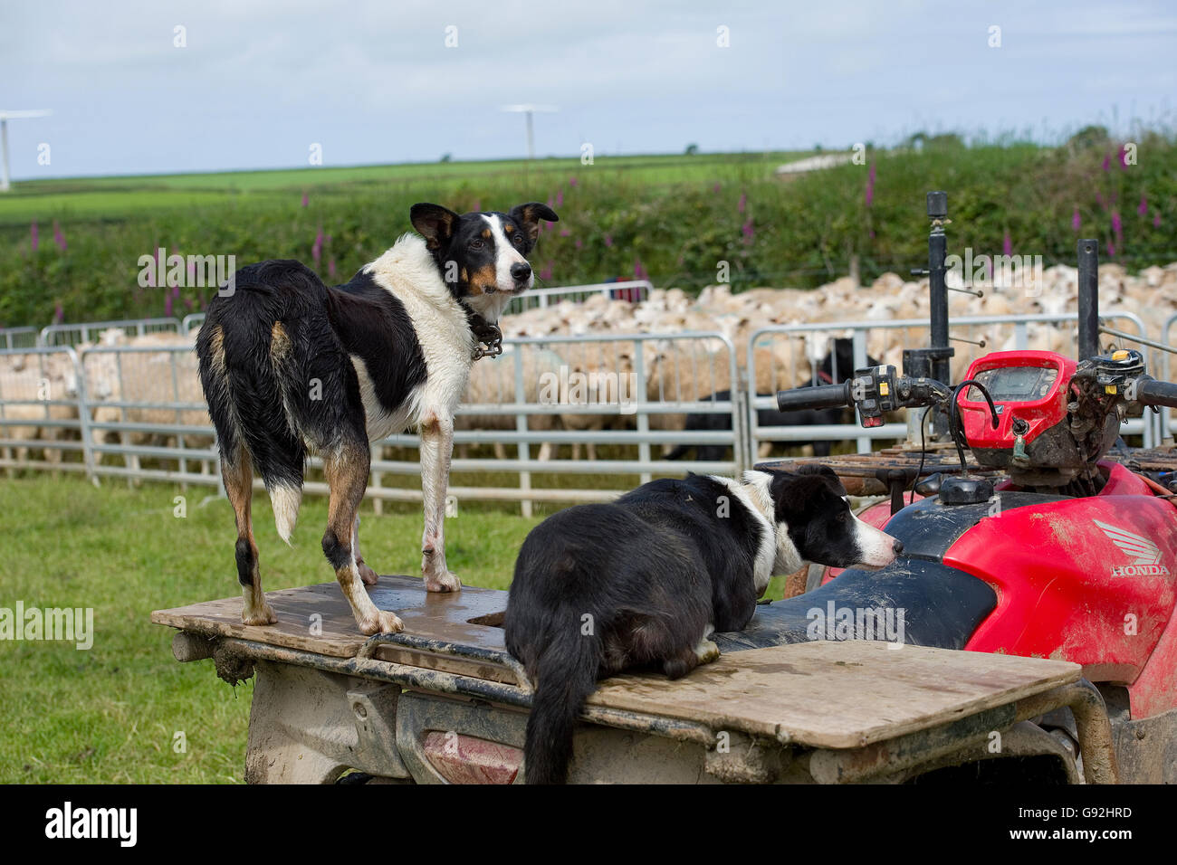 zwei New Zealand Huntaways Collies auf einem Quad-bike Stockfotografie ...