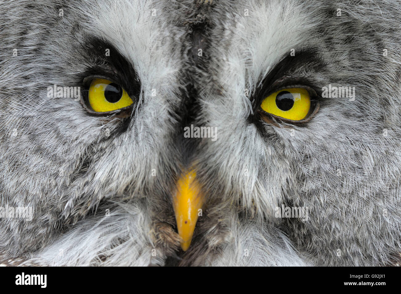 Owl face -Fotos und -Bildmaterial in hoher Auflösung – Alamy