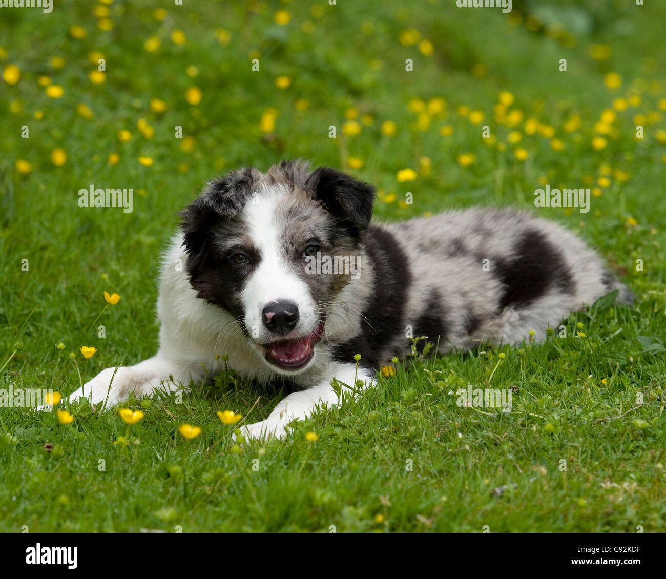 Blue Merle Border-Collie Welpen Stockfotografie - Alamy