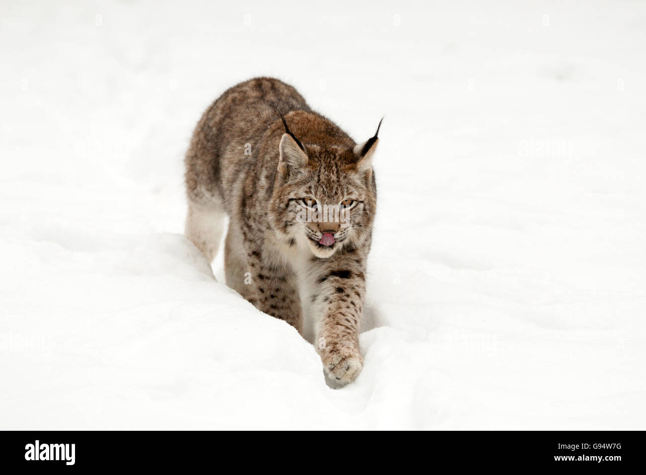 Junge eurasische Luchs, Europa / (Lynx Lynx Stockfotografie - Alamy