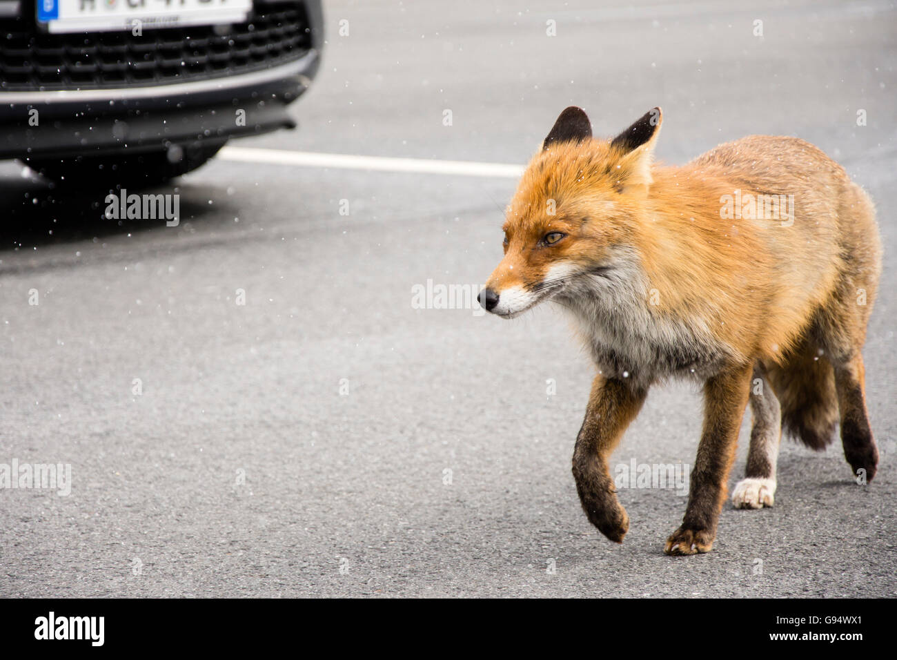 Roter fuchs auf einem parkplatz -Fotos und -Bildmaterial in hoher ...