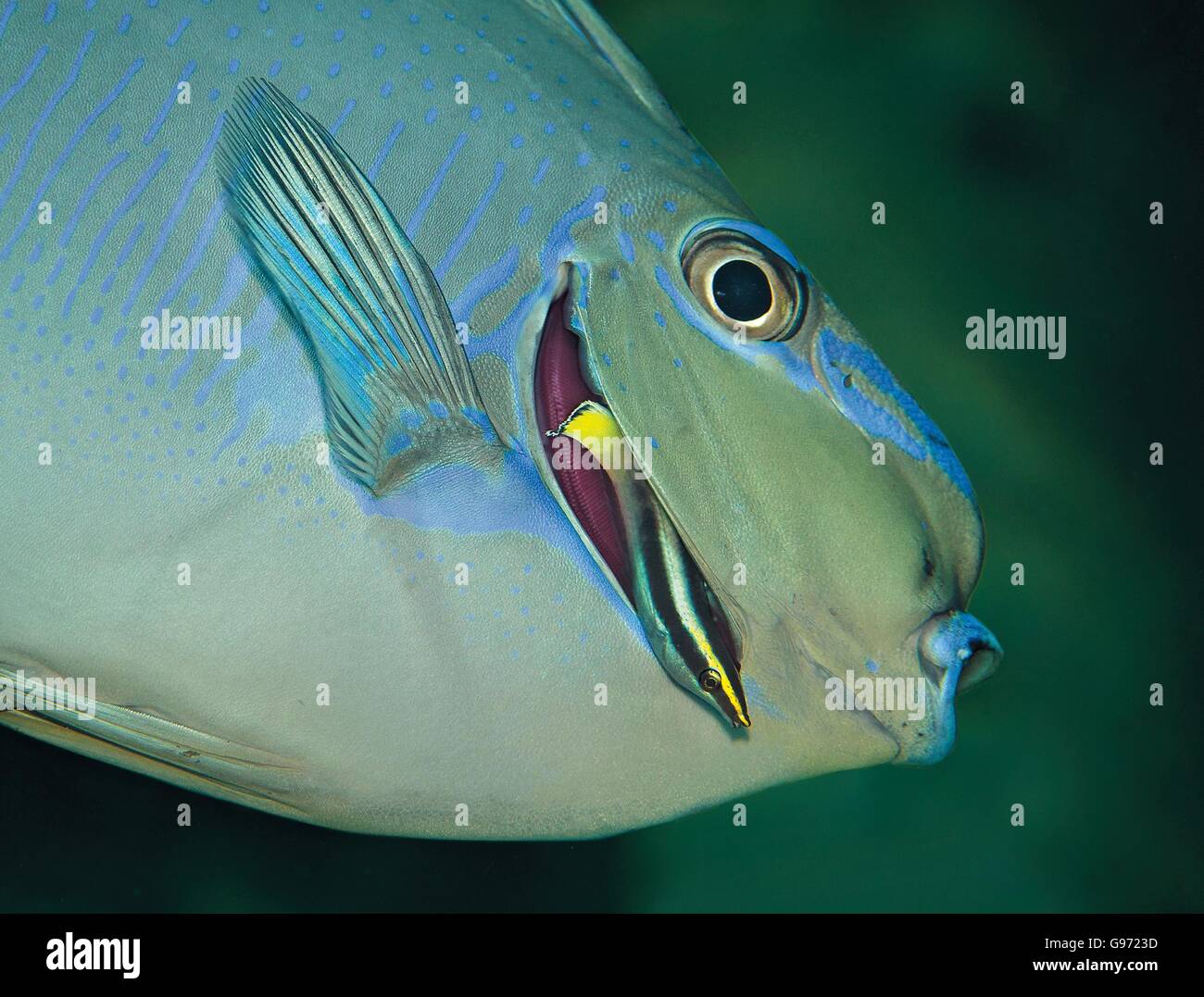 Geschmeidiger einhornfisch mit putzerfisch -Fotos und -Bildmaterial in ...