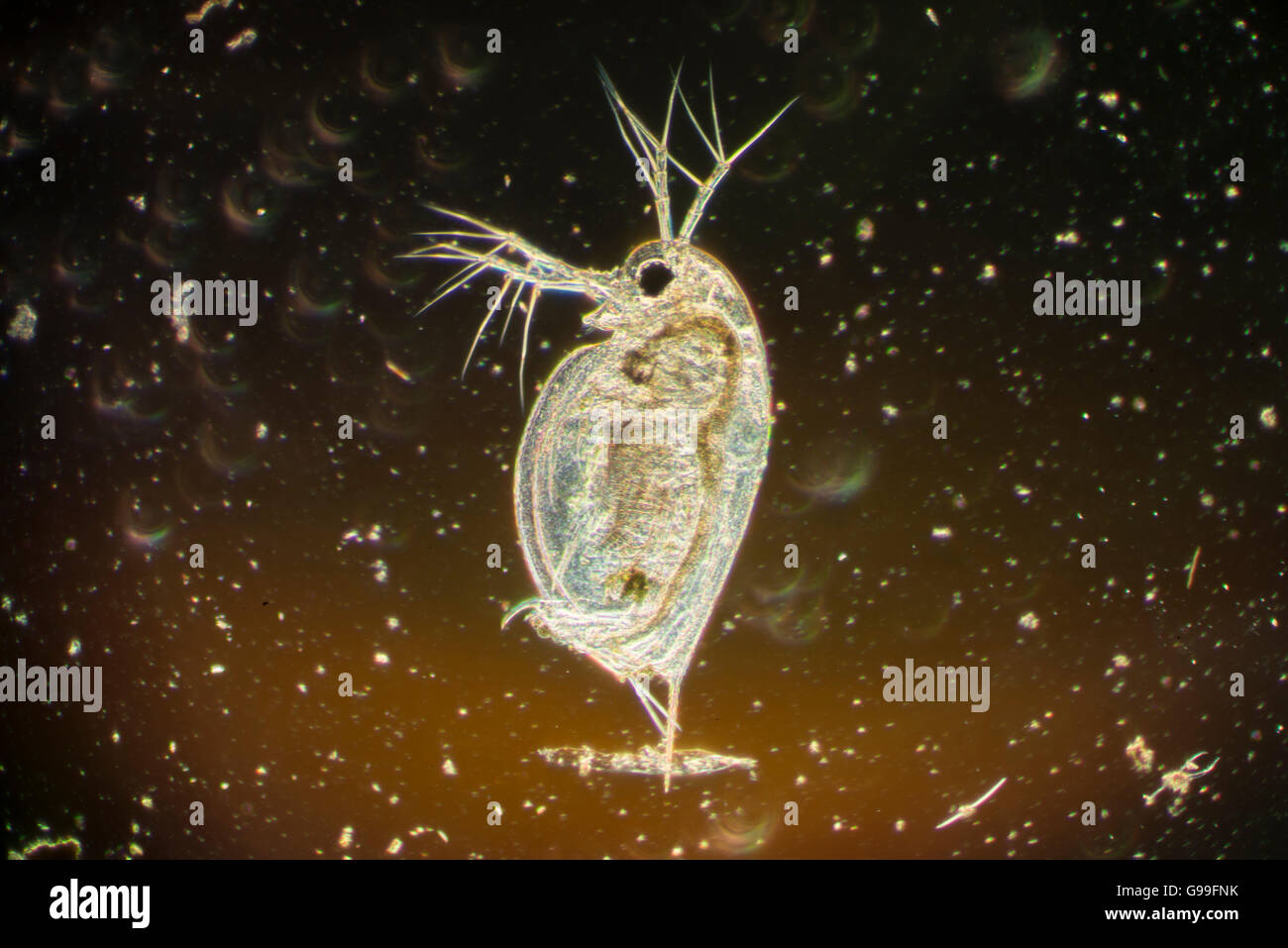 Kleine planktonische krebstiere Stockfotos und -bilder Kaufen - Alamy