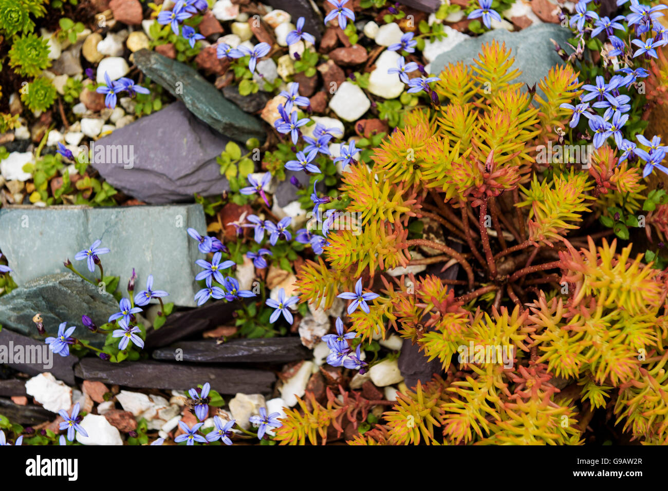 Garden trough plants -Fotos und -Bildmaterial in hoher Auflösung – Alamy