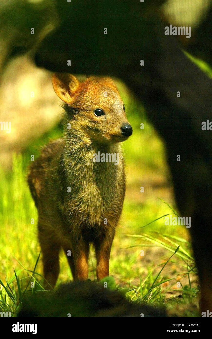 Ein baby pudu hirsch -Fotos und -Bildmaterial in hoher Auflösung – Alamy