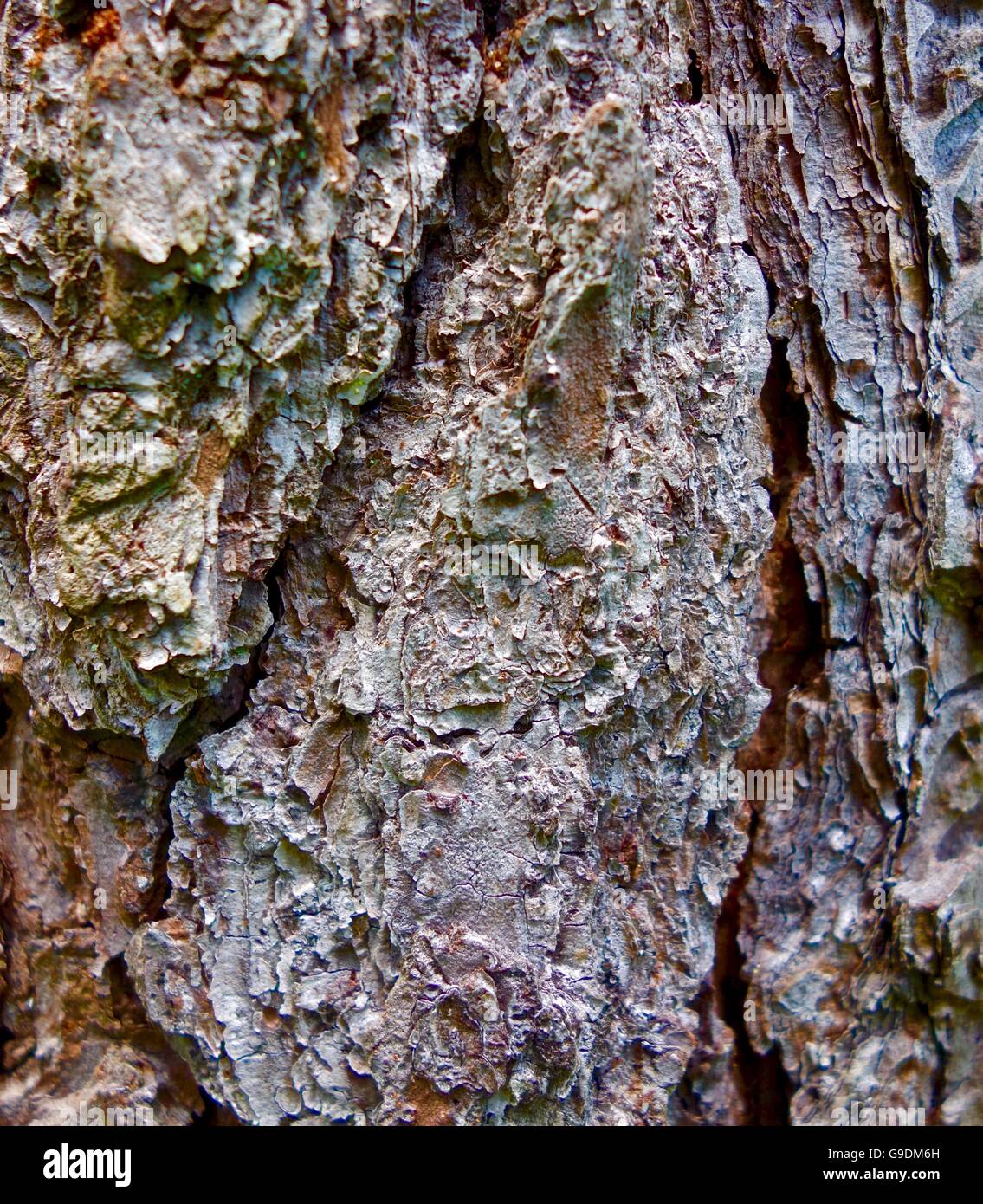 Baumrinde detail -Fotos und -Bildmaterial in hoher Auflösung – Alamy