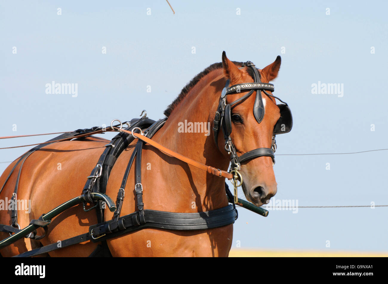 Zugpferd mit geschirr -Fotos und -Bildmaterial in hoher Auflösung – Alamy