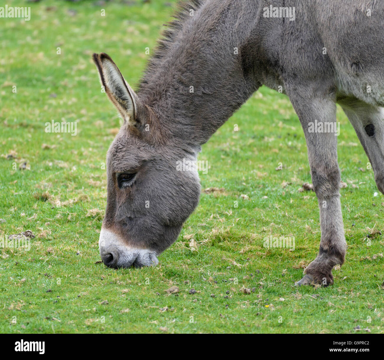 Esel Maulkorb Stockfotos und -bilder Kaufen - Alamy