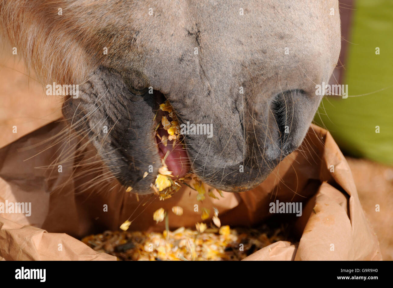 Horse eating close up detail -Fotos und -Bildmaterial in hoher ...