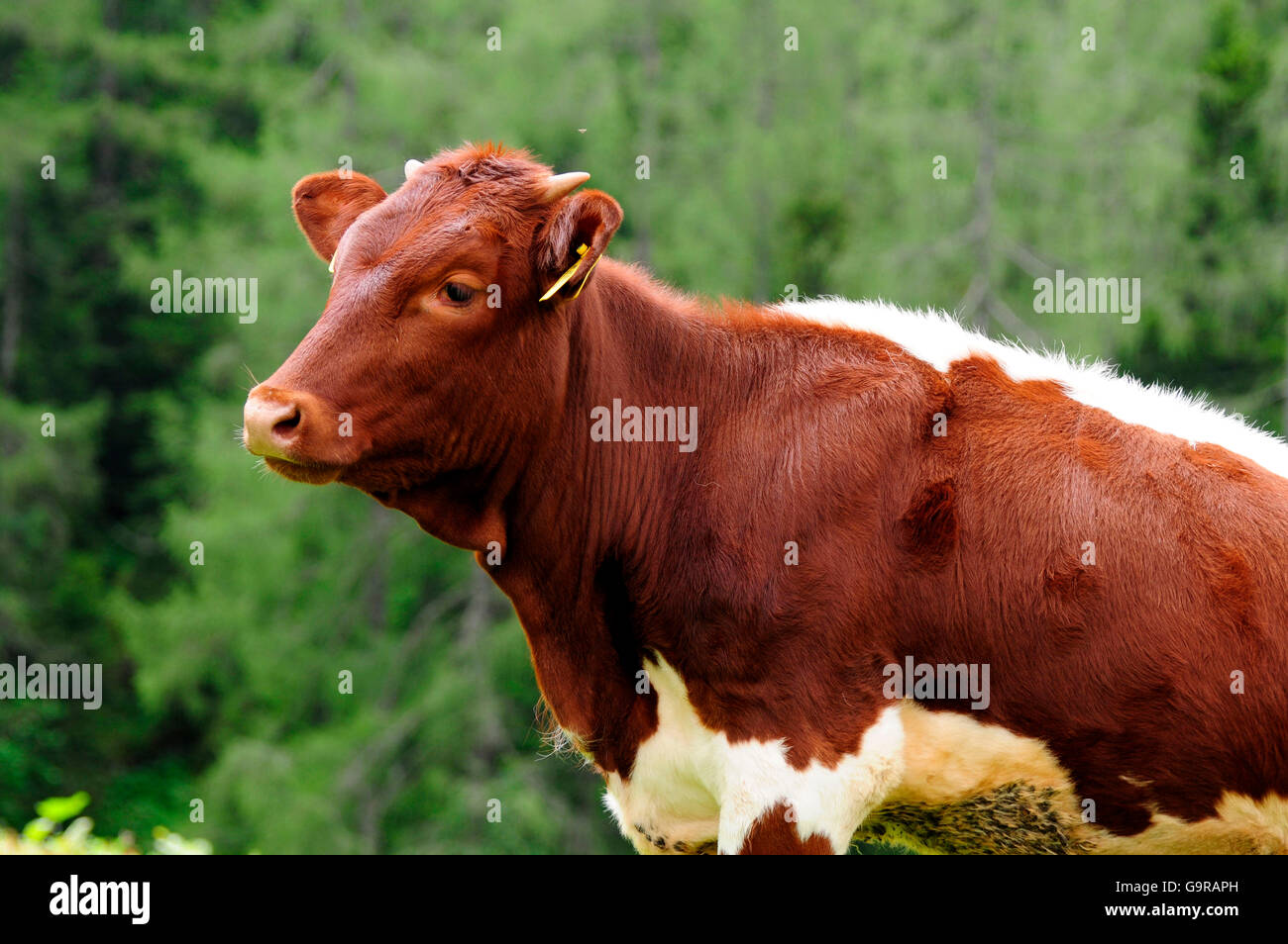 Pinzgau cattle -Fotos und -Bildmaterial in hoher Auflösung – Alamy