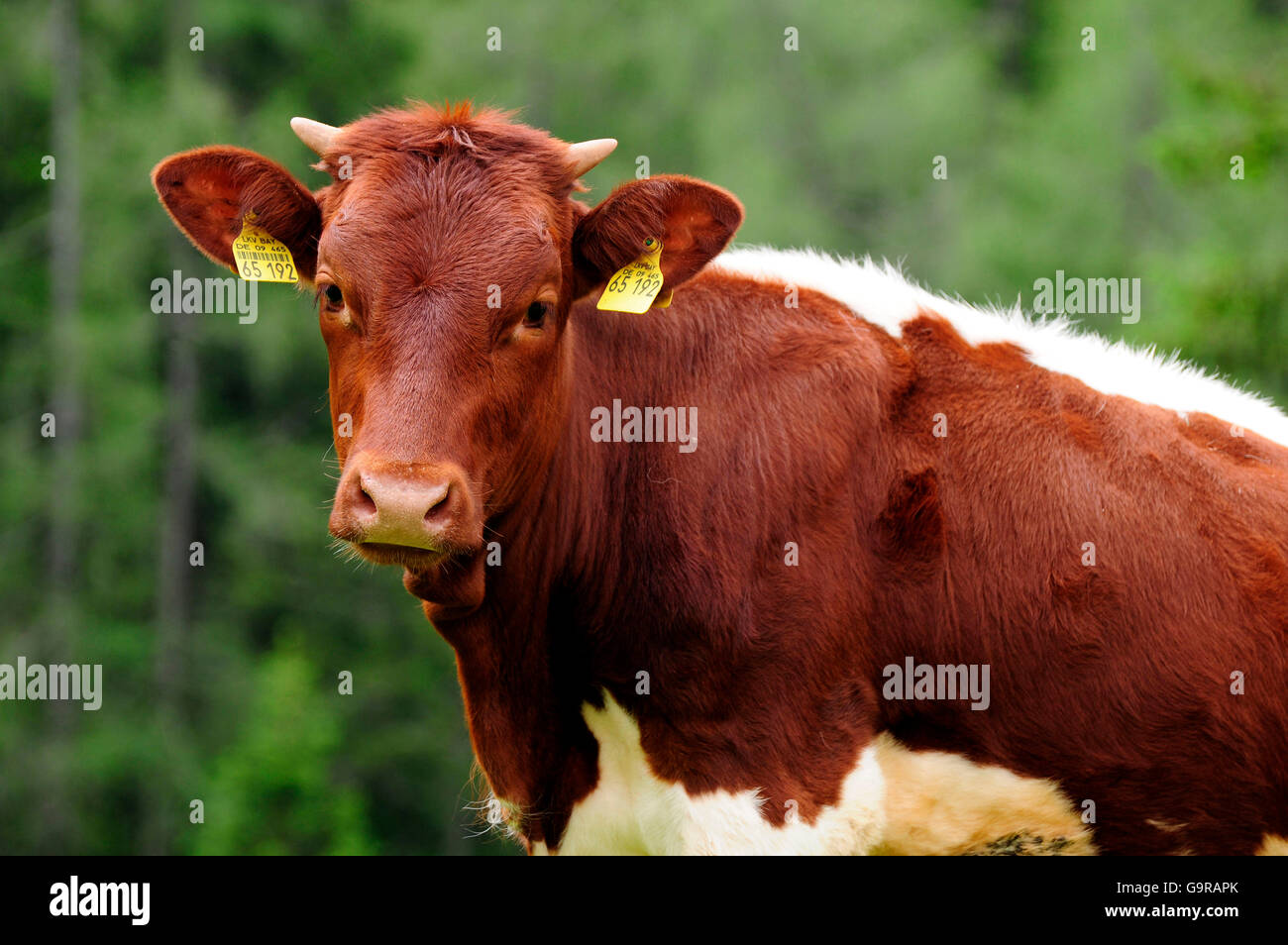 Pinzgauer Rind, Ohrmarken Stockfotografie - Alamy