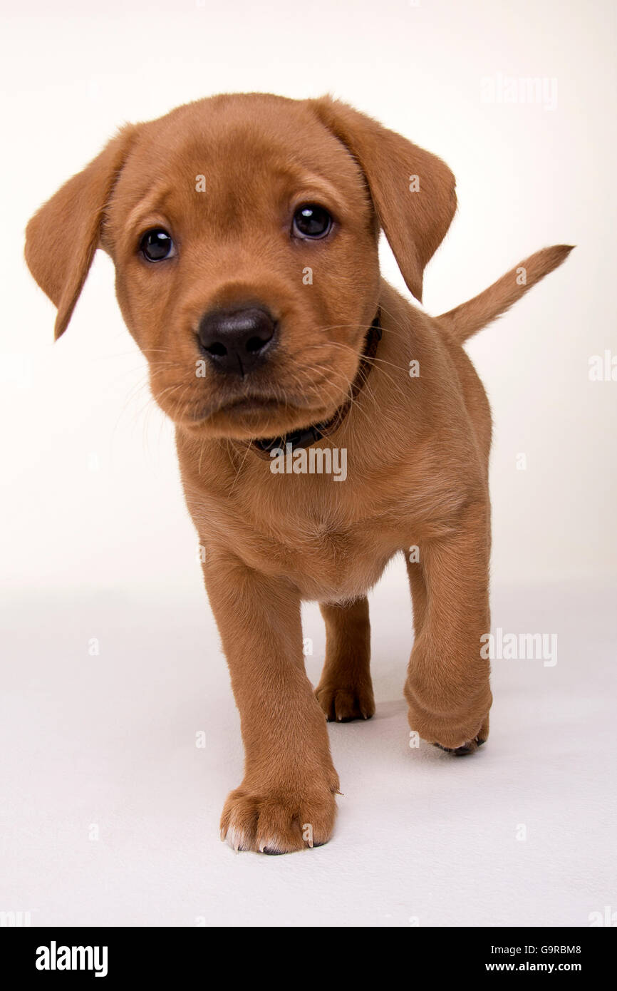 Labrador Retriever, gelb, Welpen, 8 Wochen / fox rot Stockfotografie ...