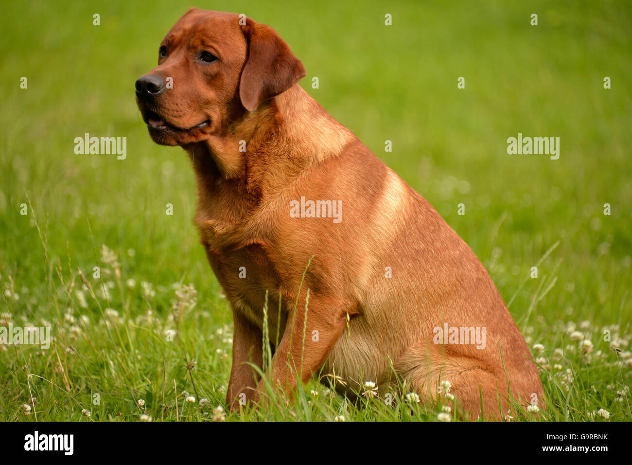 Labrador Retriever, gelb, Rüde, Erwachsene / fox rot Stockfotografie ...