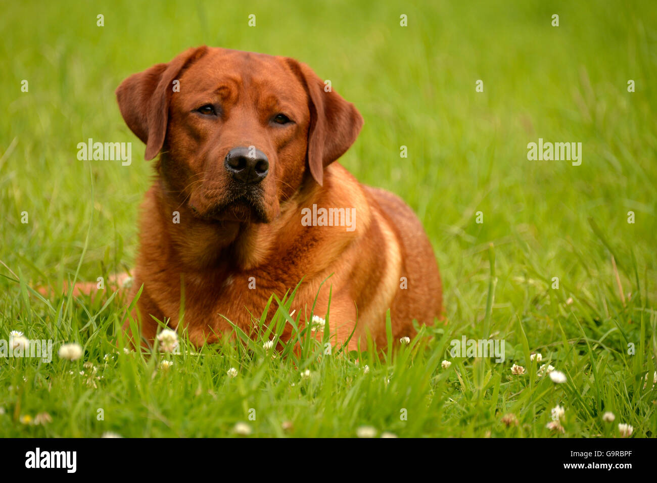 Fox red labrador retriever -Fotos und -Bildmaterial in hoher Auflösung ...