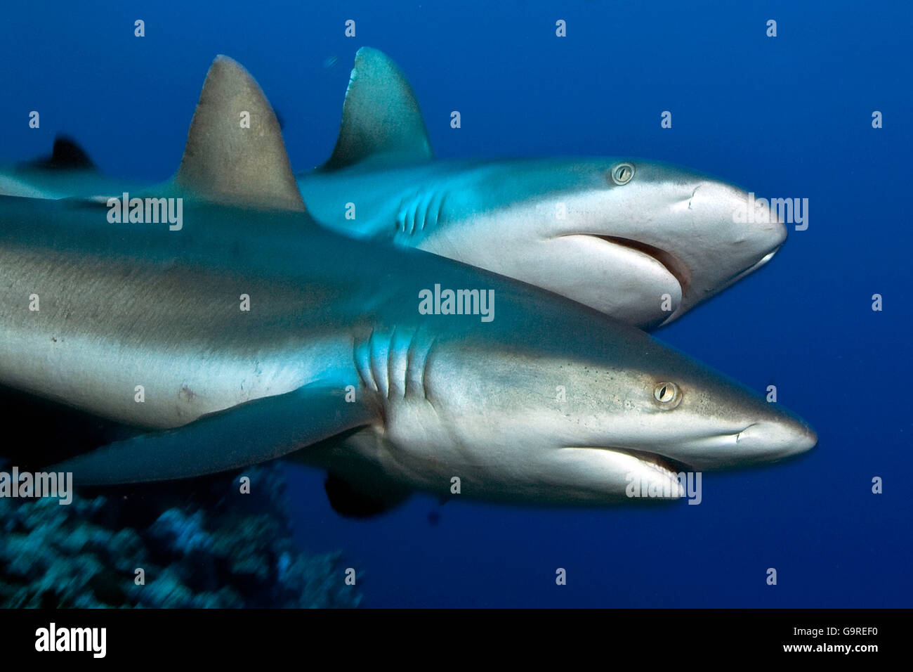 Whaler shark -Fotos und -Bildmaterial in hoher Auflösung – Alamy