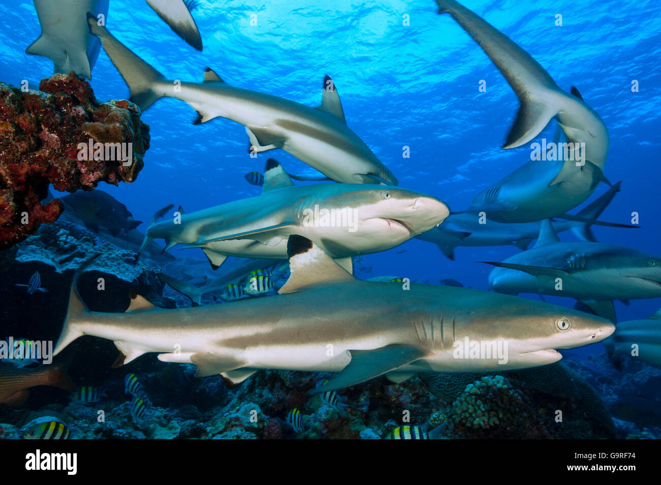 Riff schwarzspitzenhaie carcharhinus melanopterus -Fotos und ...