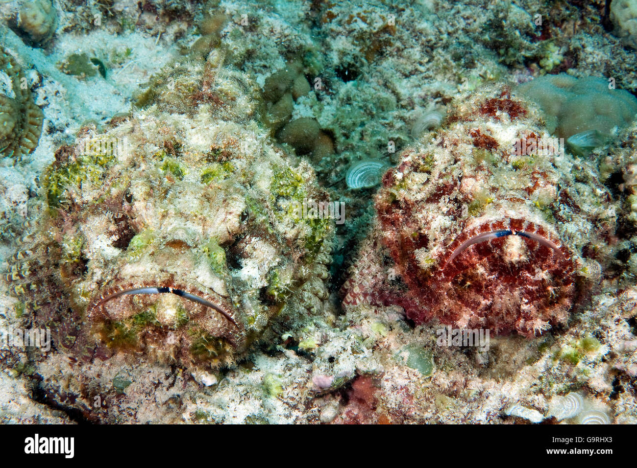 Stonefish Australia Stockfotos und -bilder Kaufen - Alamy