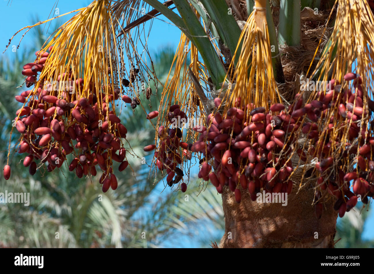 Date palm phoenix dactylifera -Fotos und -Bildmaterial in hoher Auflösung – Alamy