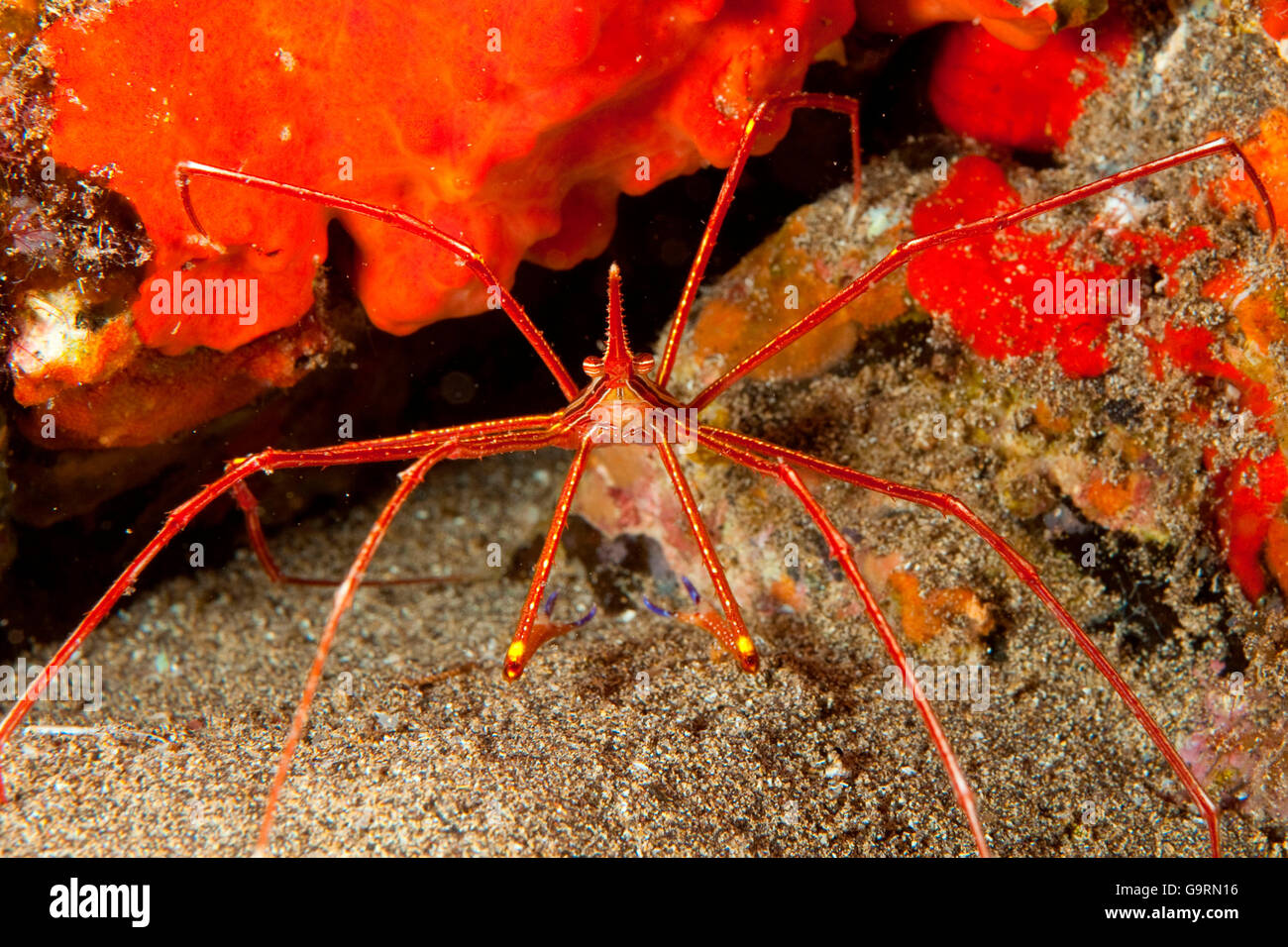 Gelbe linie pfeil krabben -Fotos und -Bildmaterial in hoher Auflösung ...